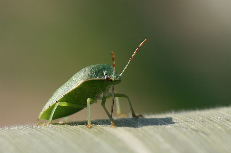Larraga al natural: Chinche verde